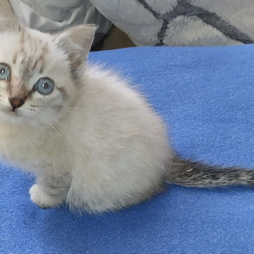 Котята бесплатно