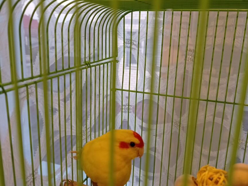 Попугай какарик