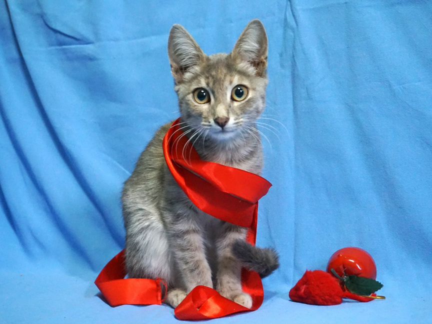 Голубо-кремовая малышка в добрые руки