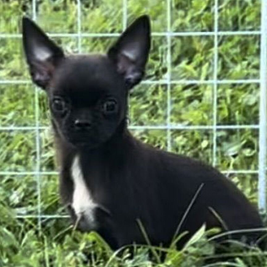 Черные девочки чихуа