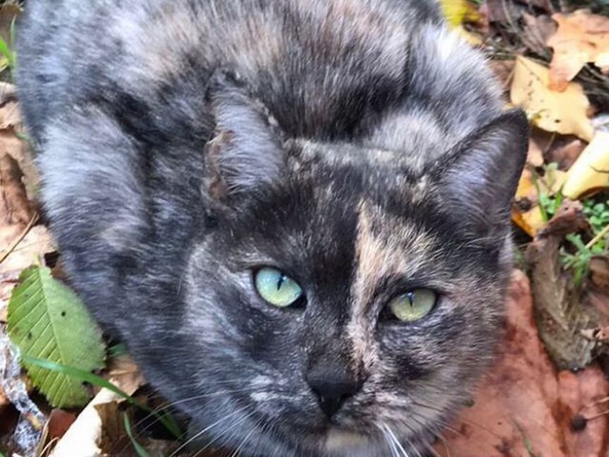 Кошка