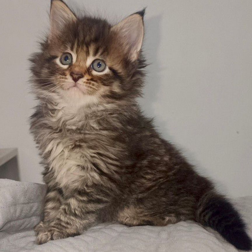 Котята мейн-кун