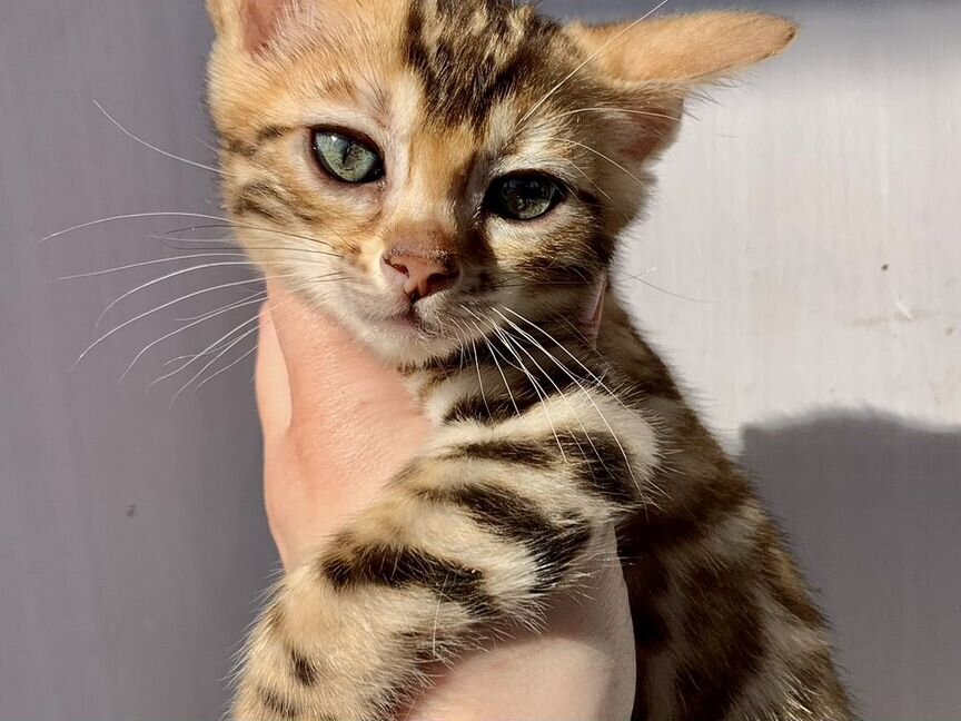 С Док Бенгальские котята розетка на золоте