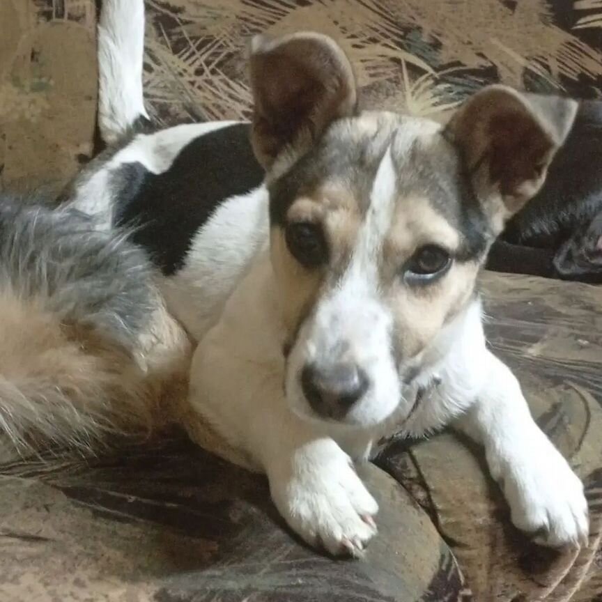 Щенок в добрые руки