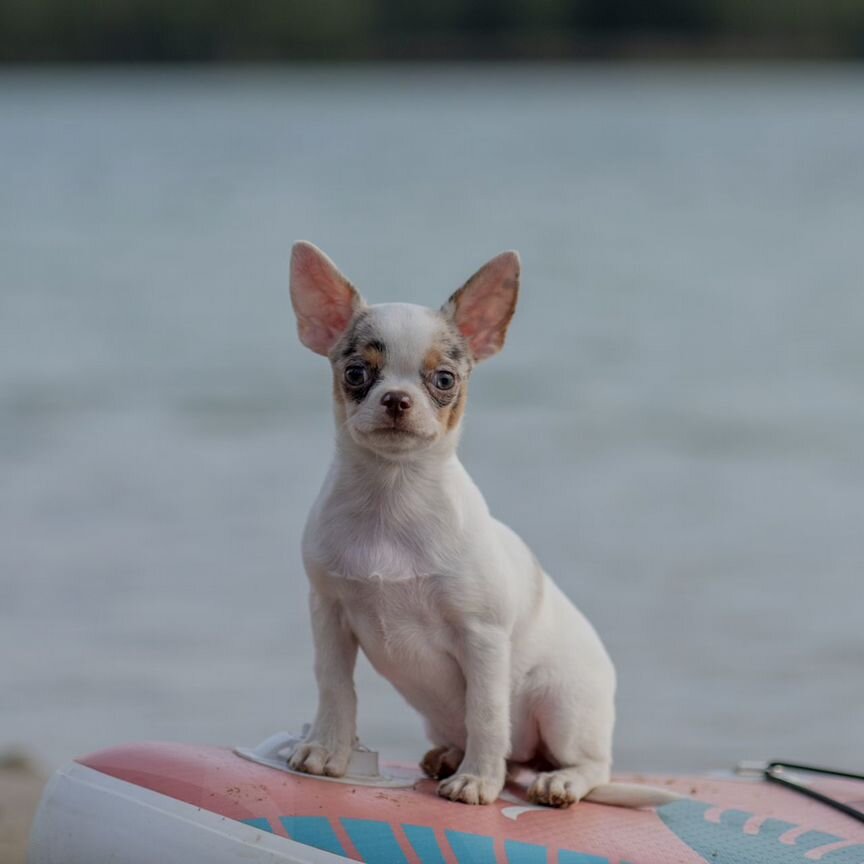 Кукольная крошка чихуахуа