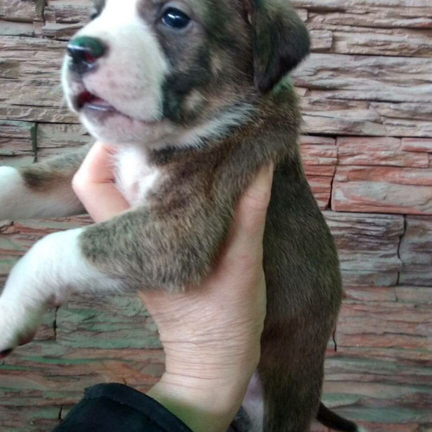 Щенки 1 месяц и неделя