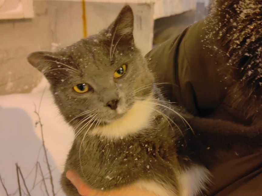 Котик Мишка