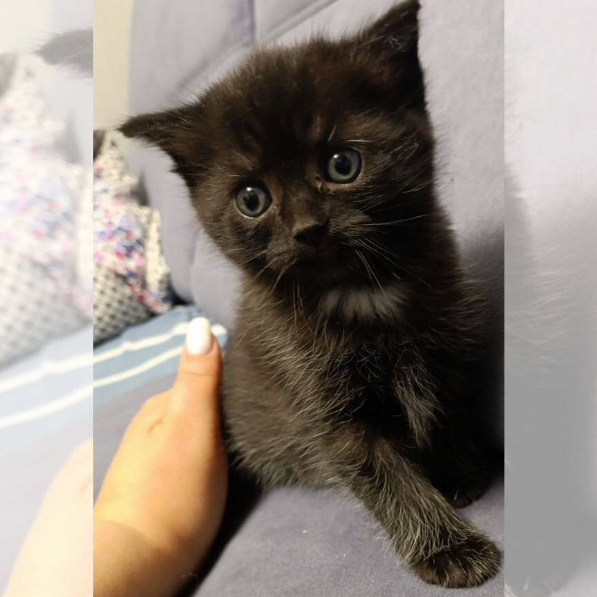 Британский короткошёрстный котёнок