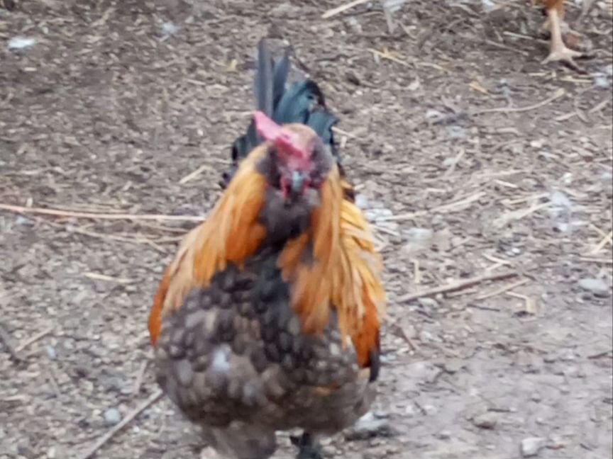 Петух русский хохлатый