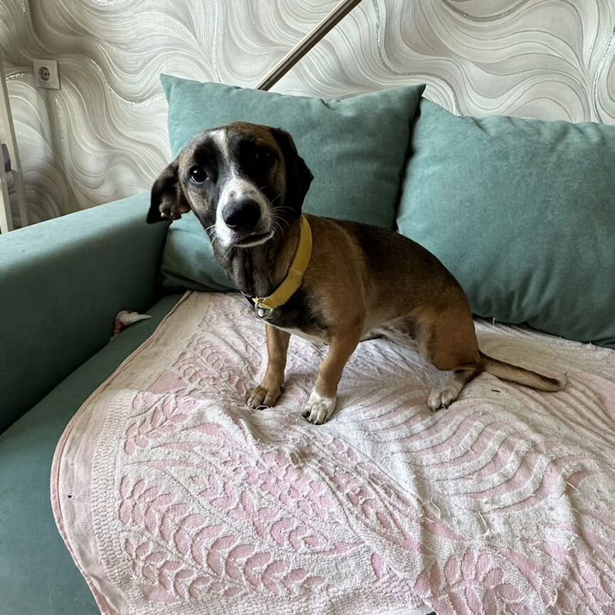 Такса в добрые руки