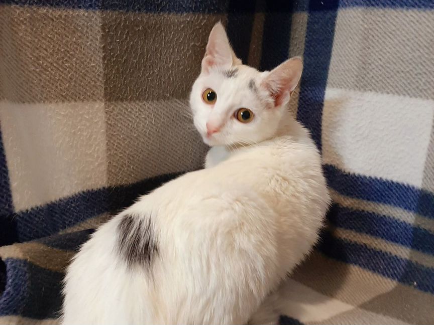 Сама нежность - кошечка Ванилька