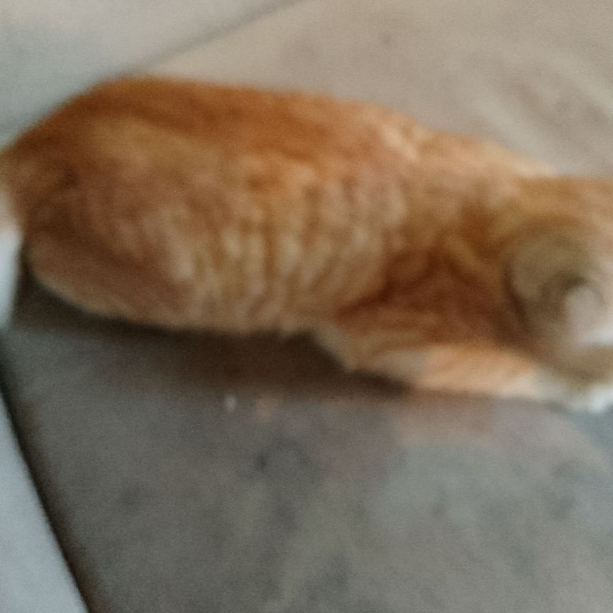 Кошка и кот