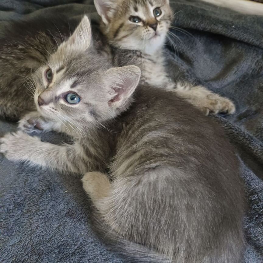 Котята бесплатно в дар
