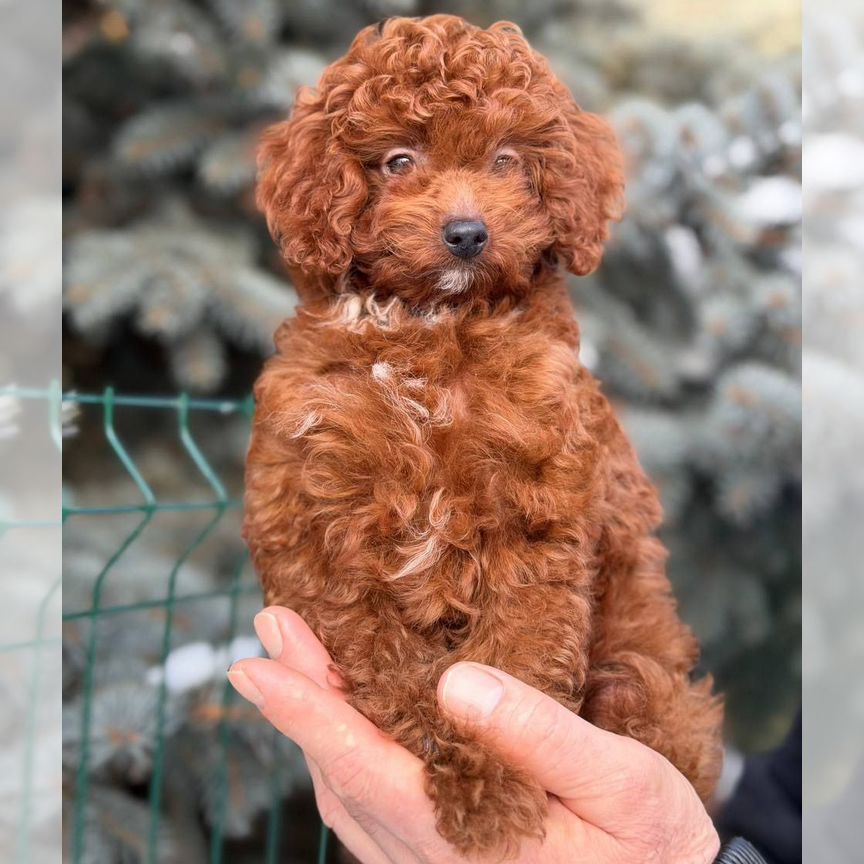 Той-пудель, щенок