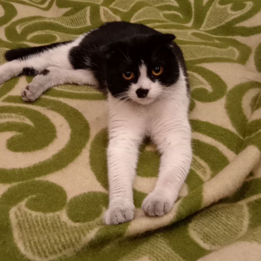 Шотландский вислоухий кот Феликс