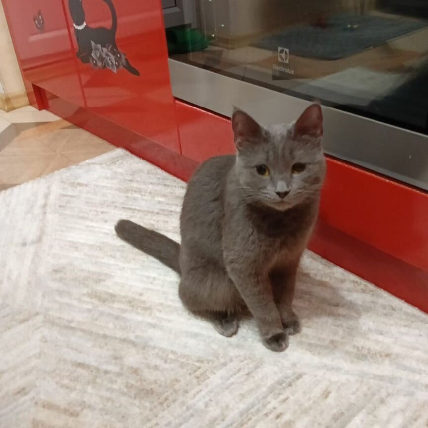 Отдам в добрые руки