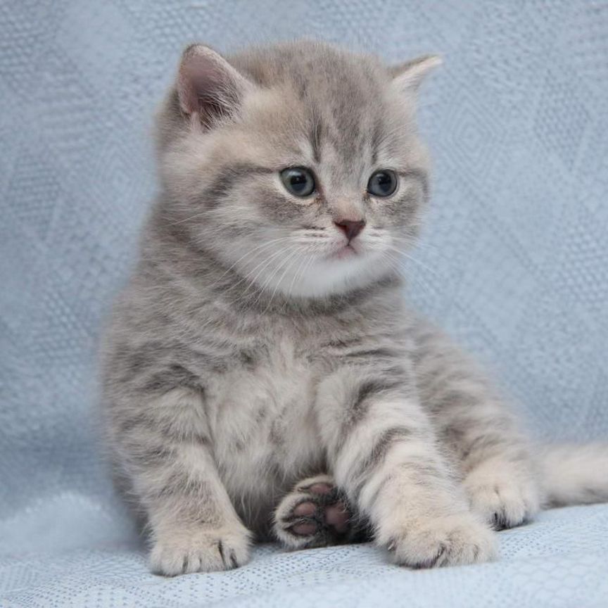 Британские котята