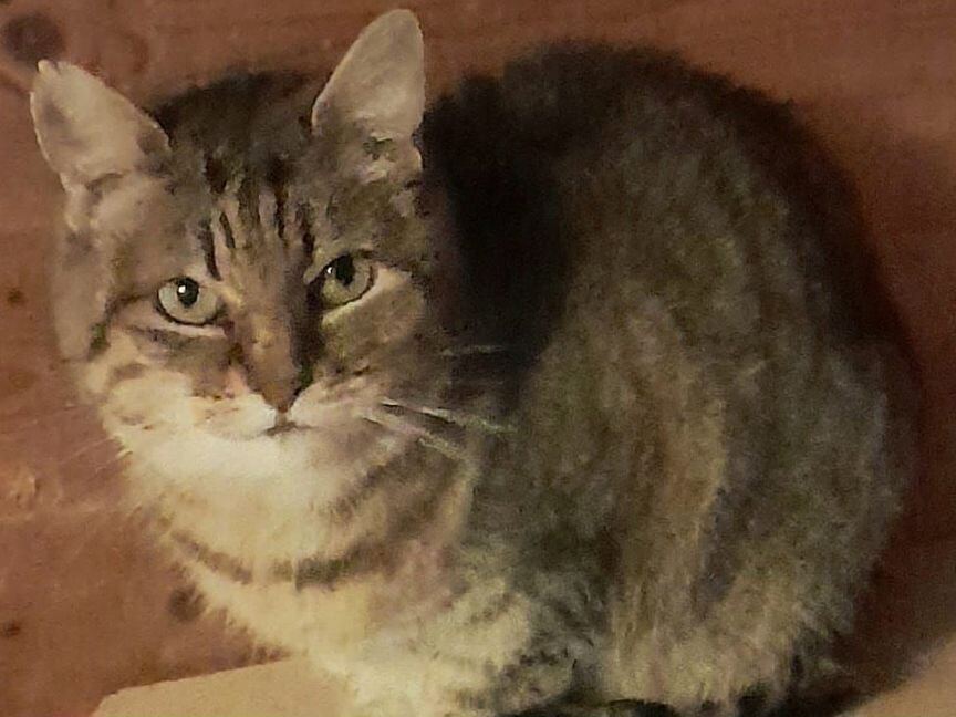 Кошечка - умерла хозяйка нужен дом