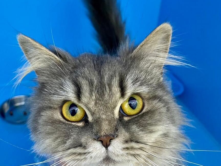 Кошка в дар