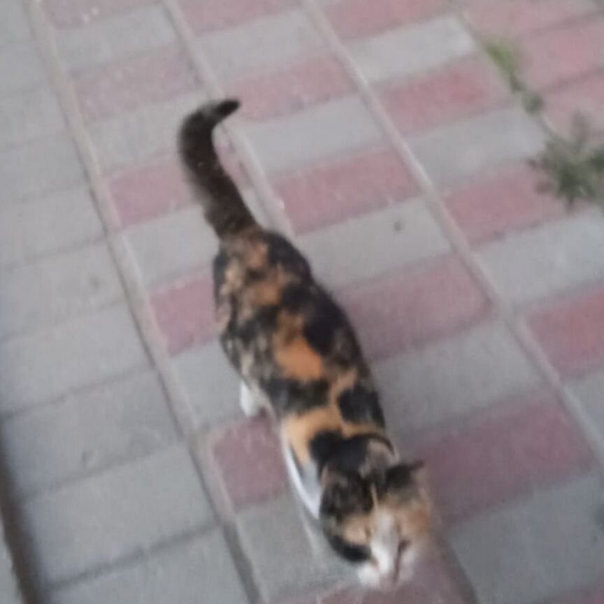 Подкидыш,кошка,замерзает