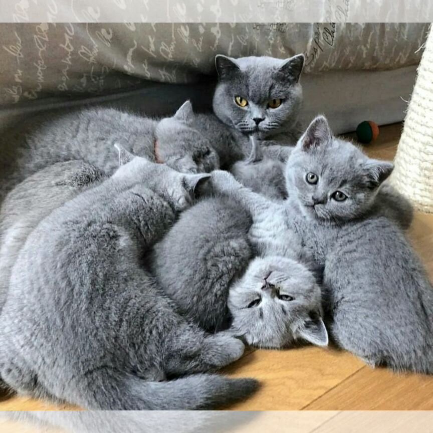 Супер Плюшевые Мишки)