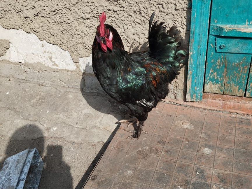 Петух породистый