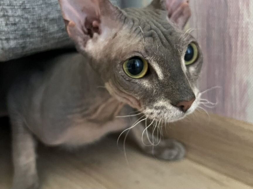 Донской сфинкс