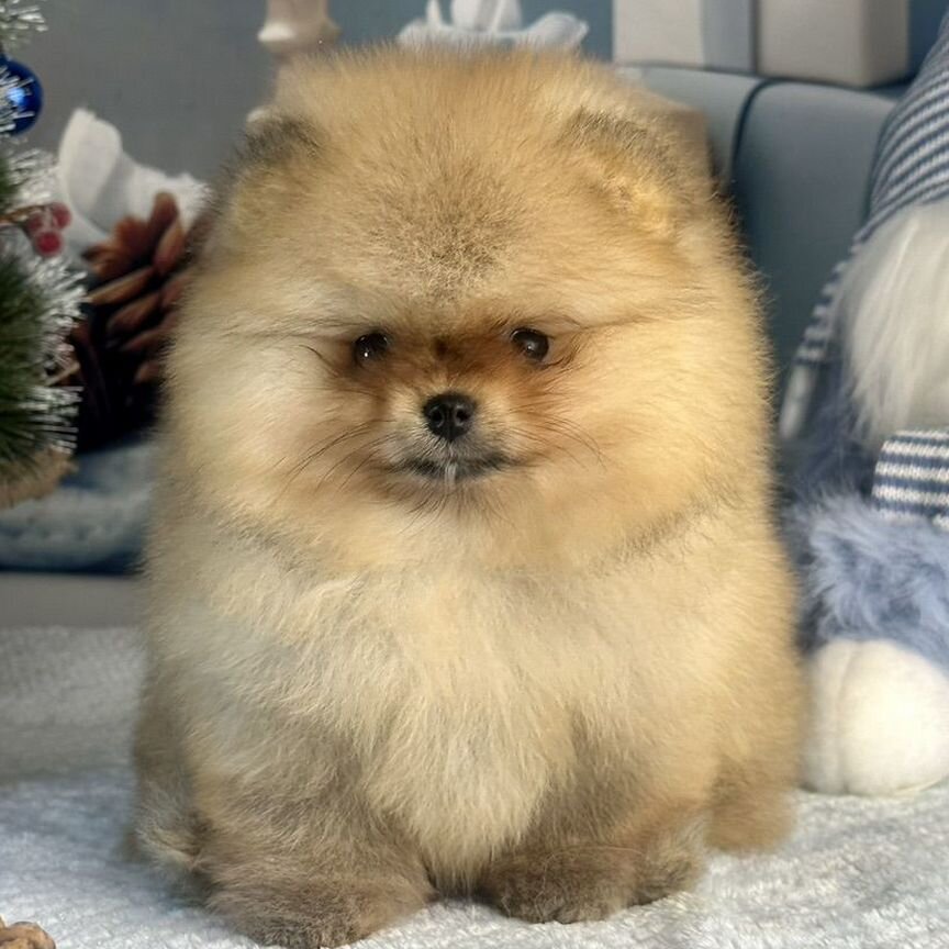 Померанский шпиц, щенок