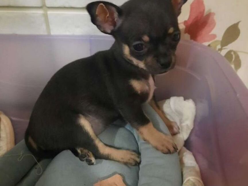 Чихуахуа мальчик