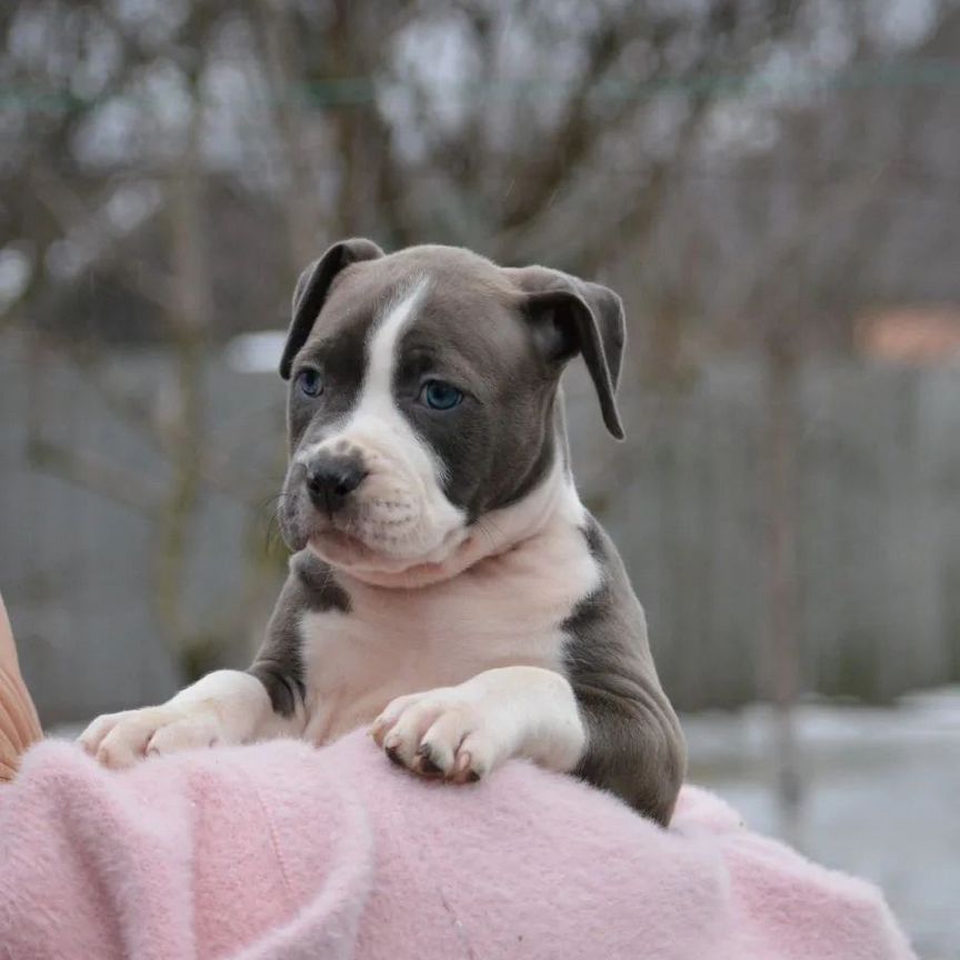 Американский стаффордширский терьер, щенок