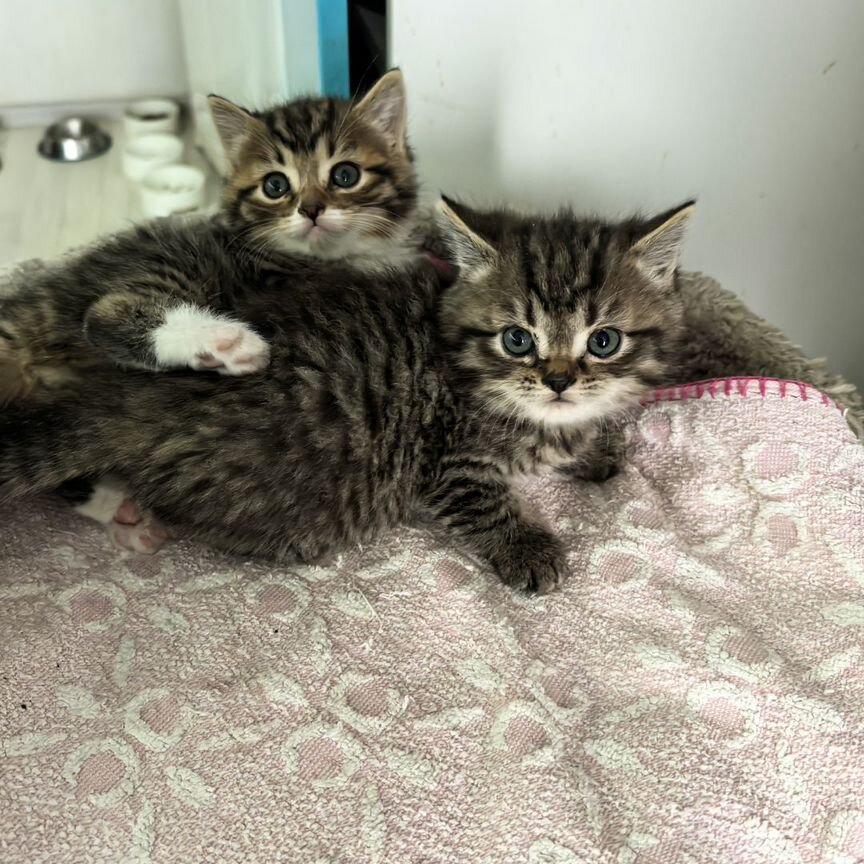 Персидская