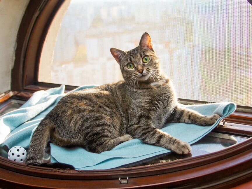 Ива, молоденькая кошечка в дар, 1,5 годика