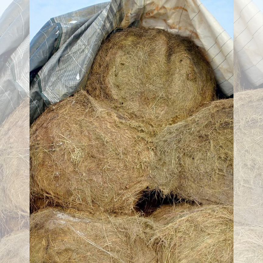 Продам сено в рулонах