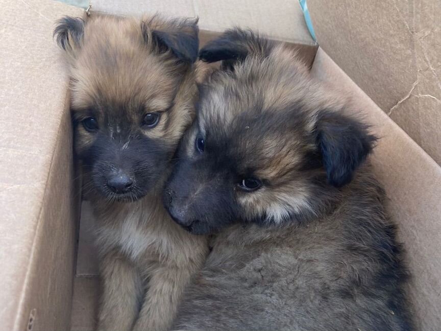 Щенки в добрые руки