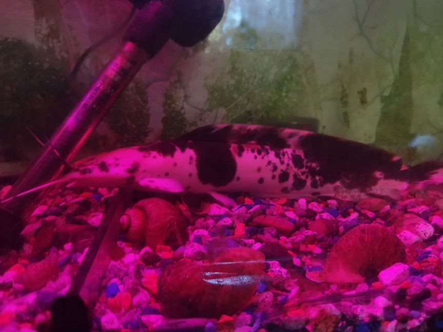 Живая рыба сом