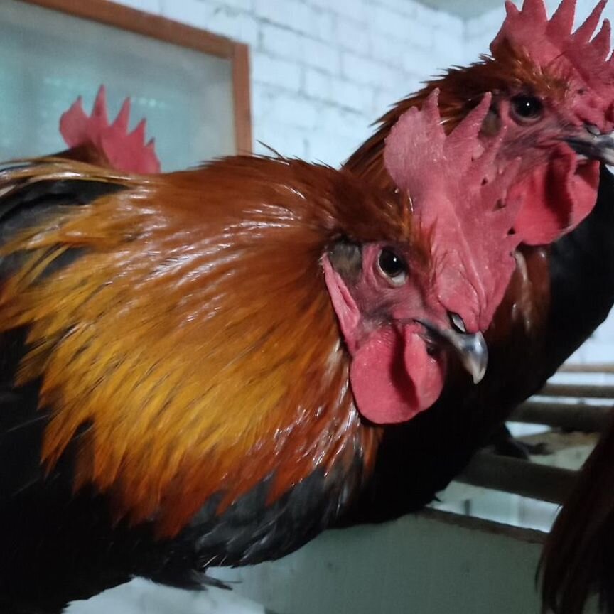 Петухи маран и доминант