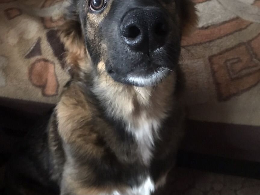 Собака дворняшка в добрые руки