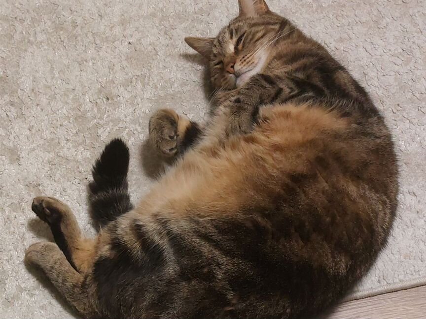 Кот Фунт