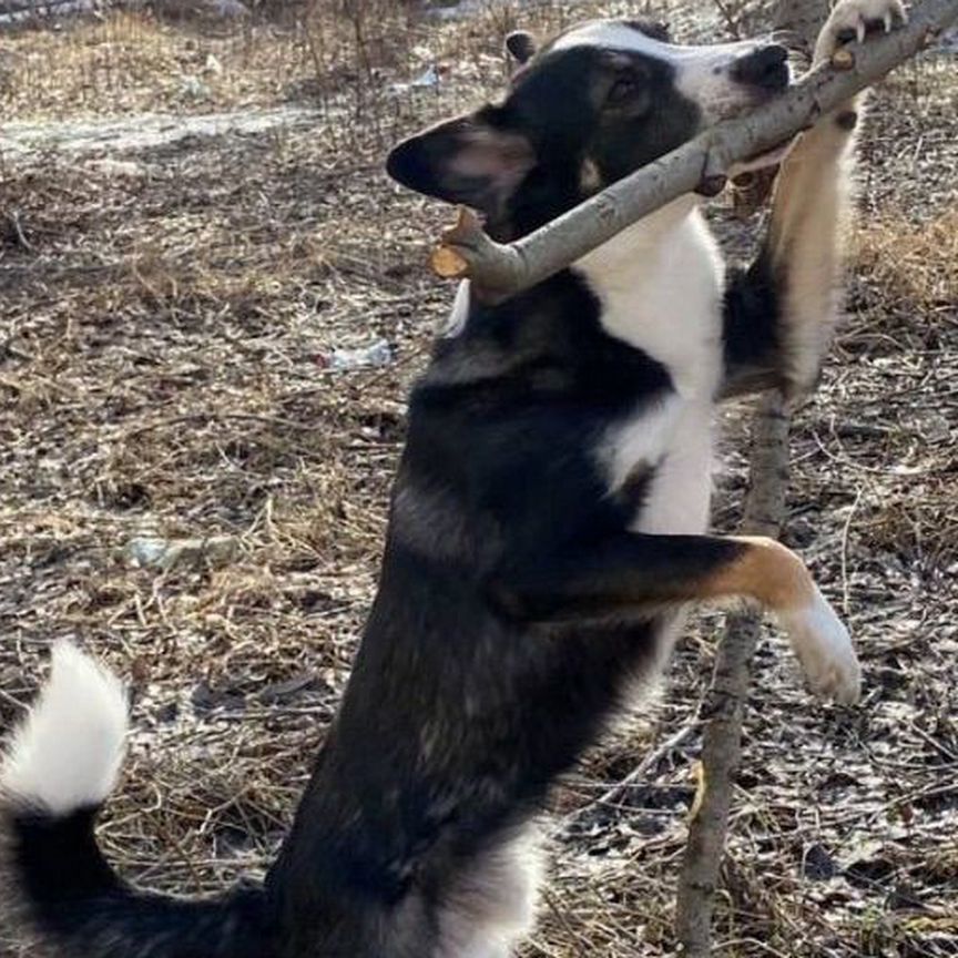 Чудесный пес