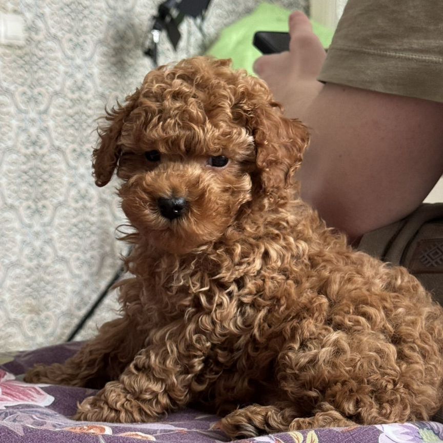 Мальтипу, щенок