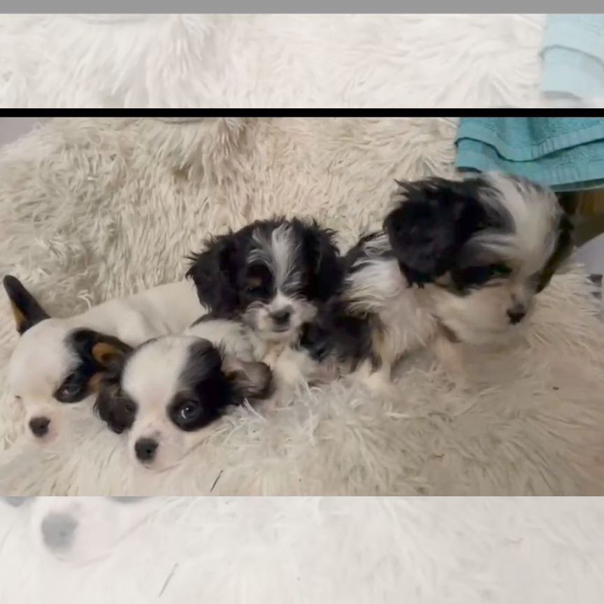 Кавалер кинг-чарльз-спаниель, щенок