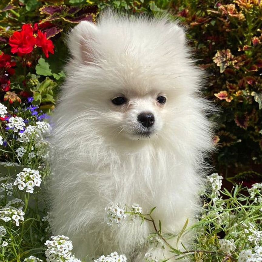 Померанский шпиц