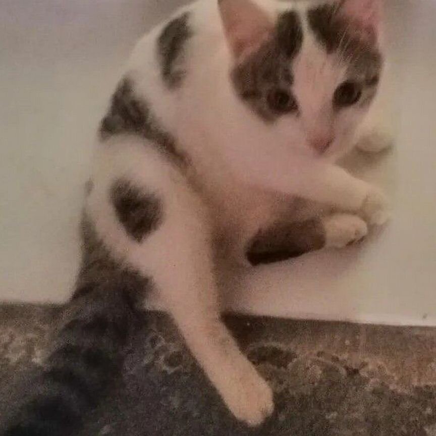 Котёнок в добрые руки