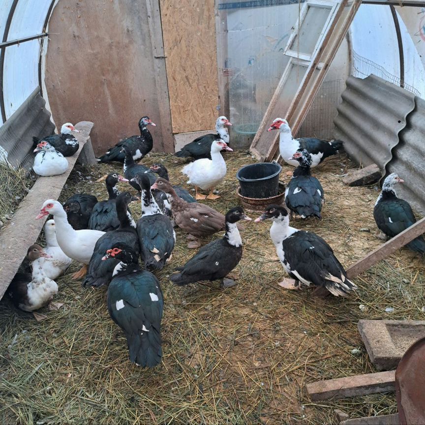 Мускусные утки и селезни