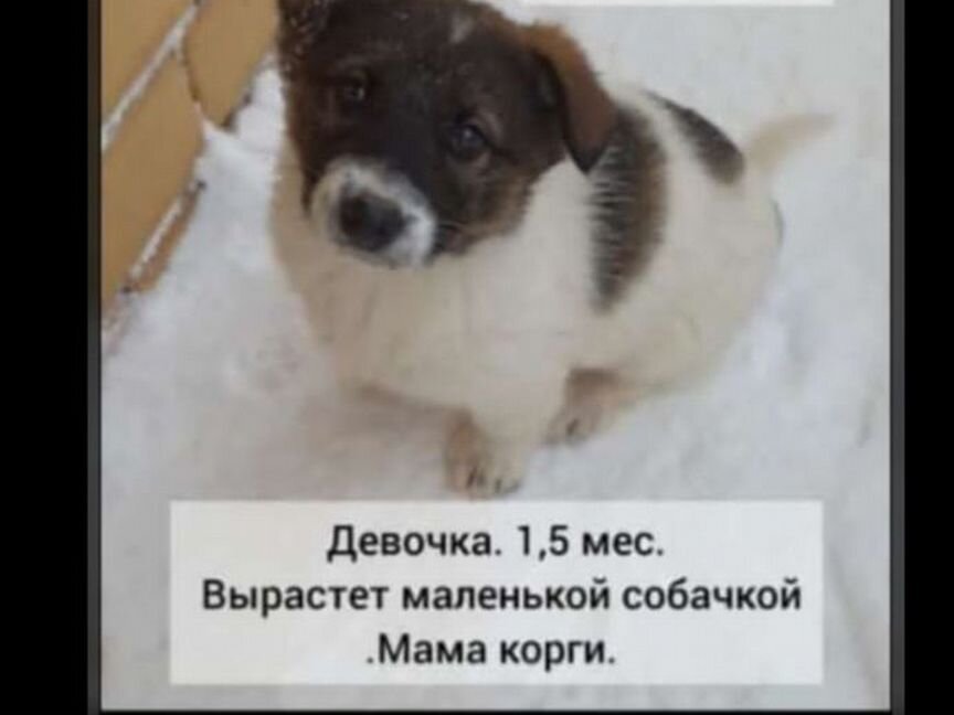 Щенок от мамы корги и папы джек- рассела