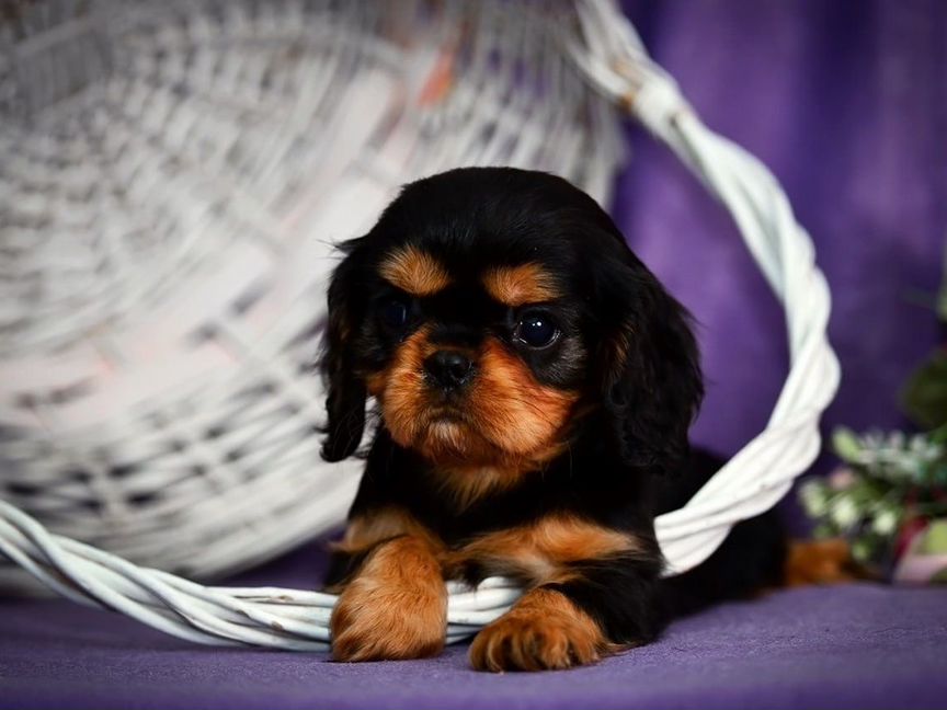 Кавалерчик мальчик спаниель