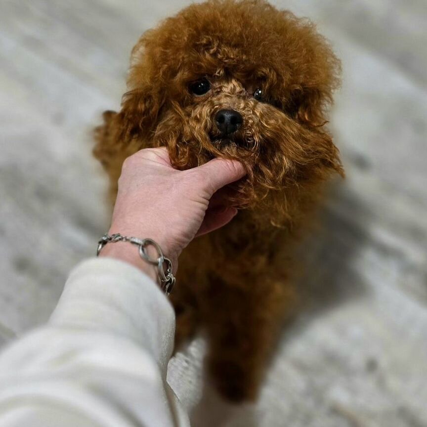 Той-пудель, щенок