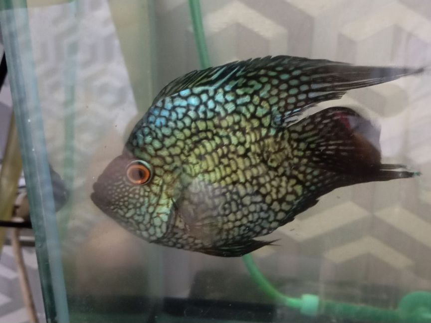 Бриллиантовая цихлазома