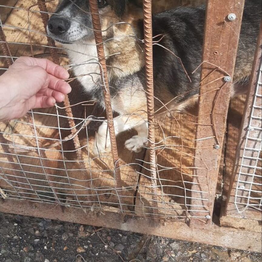 Собака в добрые руки