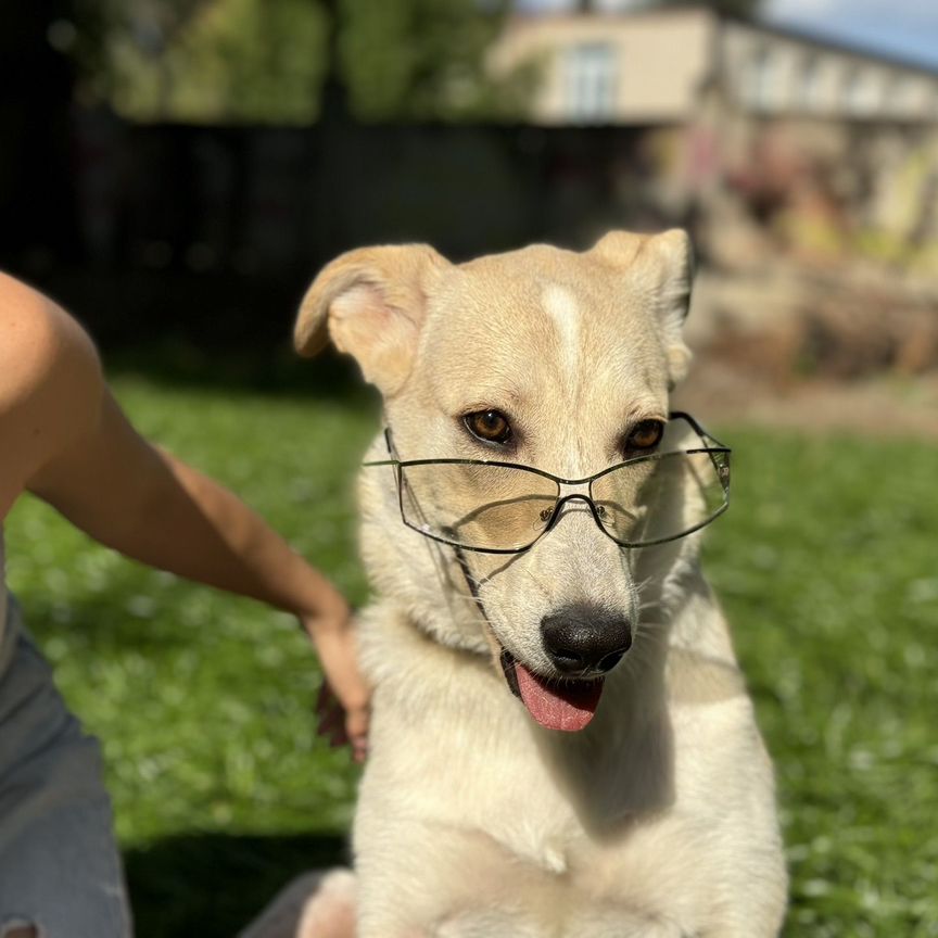 Собачка 5-6 месяцев